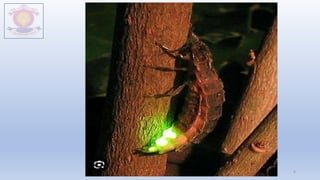 Std 2 Glow Worms.pptx