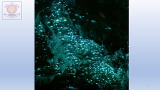 Std 2 Glow Worms.pptx
