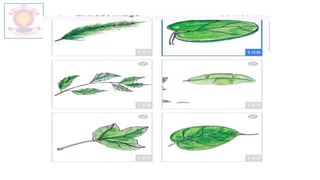 std 2nd L=3 Plants of backyard.pptx