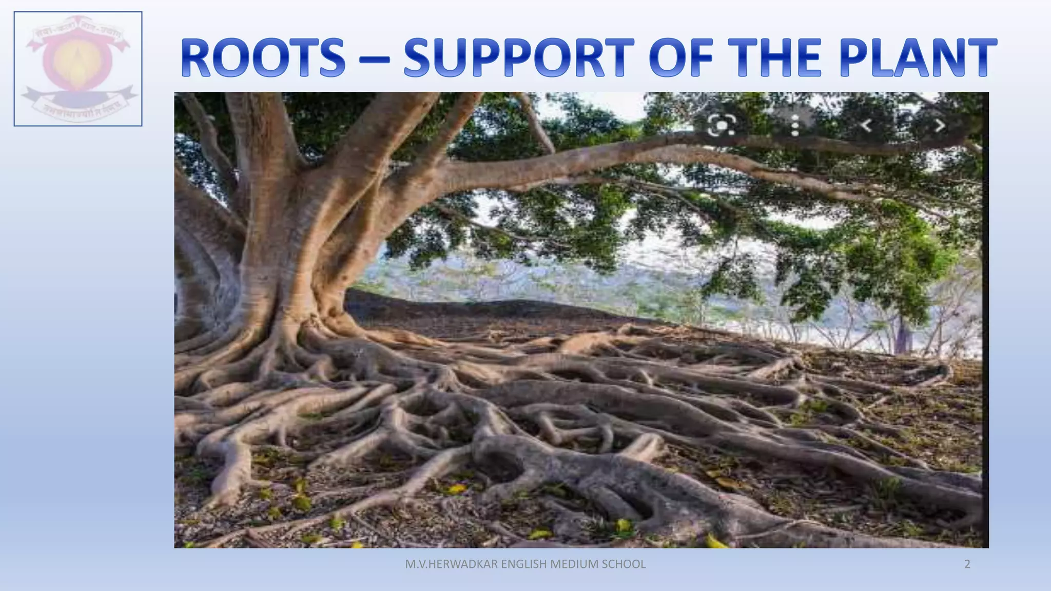 STD 4 - ROOTS -SUPPORT OF THE PLANT.pptx