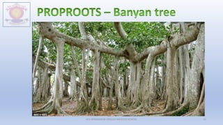 STD 4 - ROOTS -SUPPORT OF THE PLANT.pptx