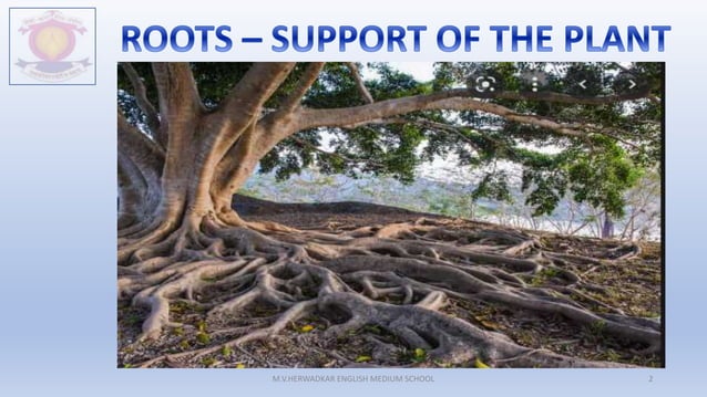 STD 4 - ROOTS -SUPPORT OF THE PLANT.pptx