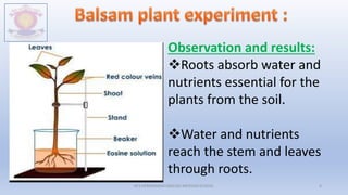 STD 4 - ROOTS -SUPPORT OF THE PLANT.pptx