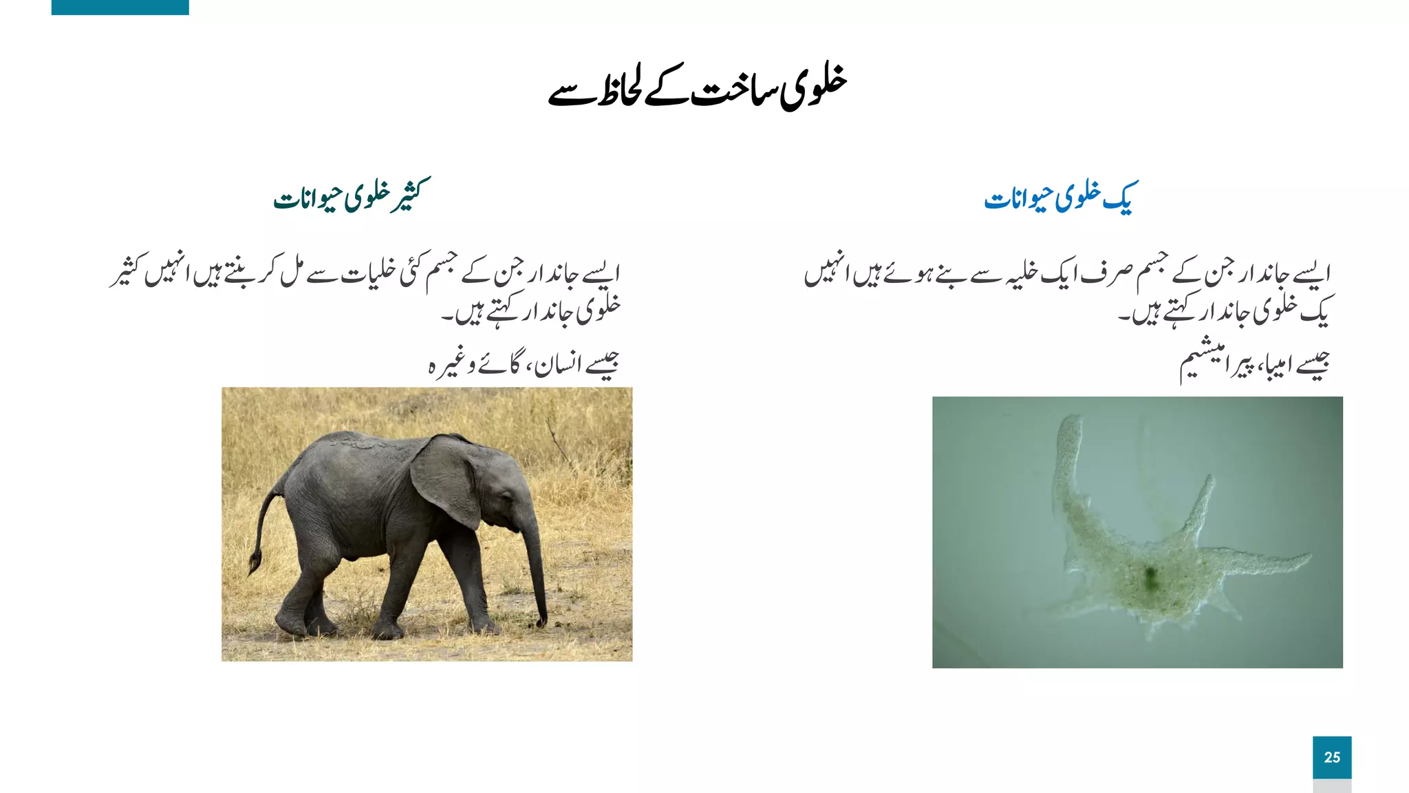 Science Std 6th Urdu medium chapter.3 | PDF