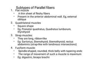 Stech muscle and types of muscles anatomy.pdf