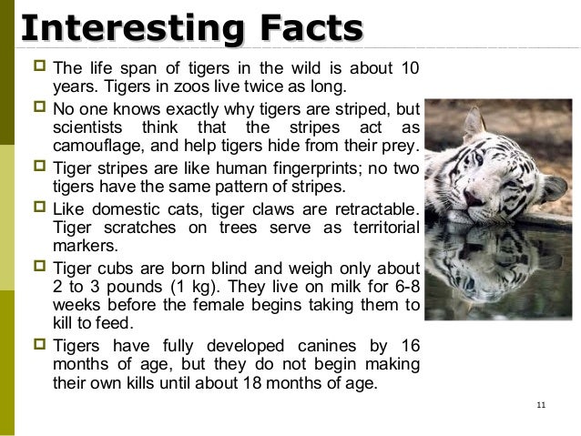 White Tiger Life Cycle Plain Tiger Butterfly Life Cycle In My