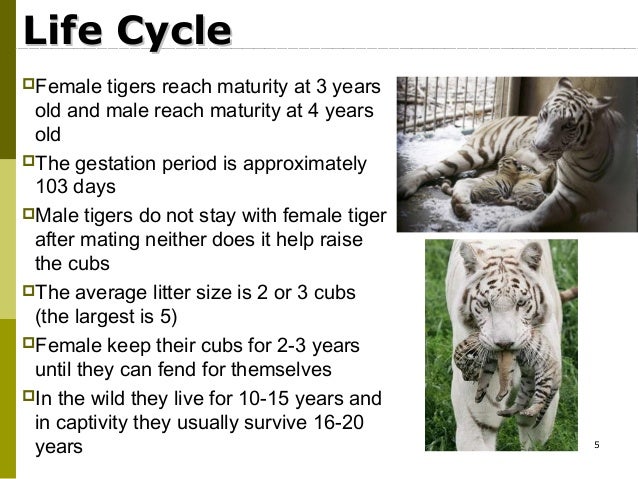Tiger Life Cycle Chart