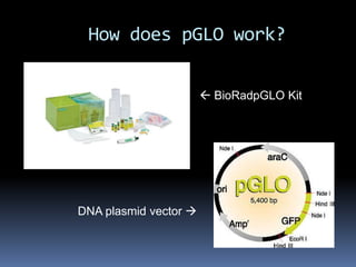 Stefanie yoshizuka pzazz | PPTX | Biotech and Biomedical Industry ...