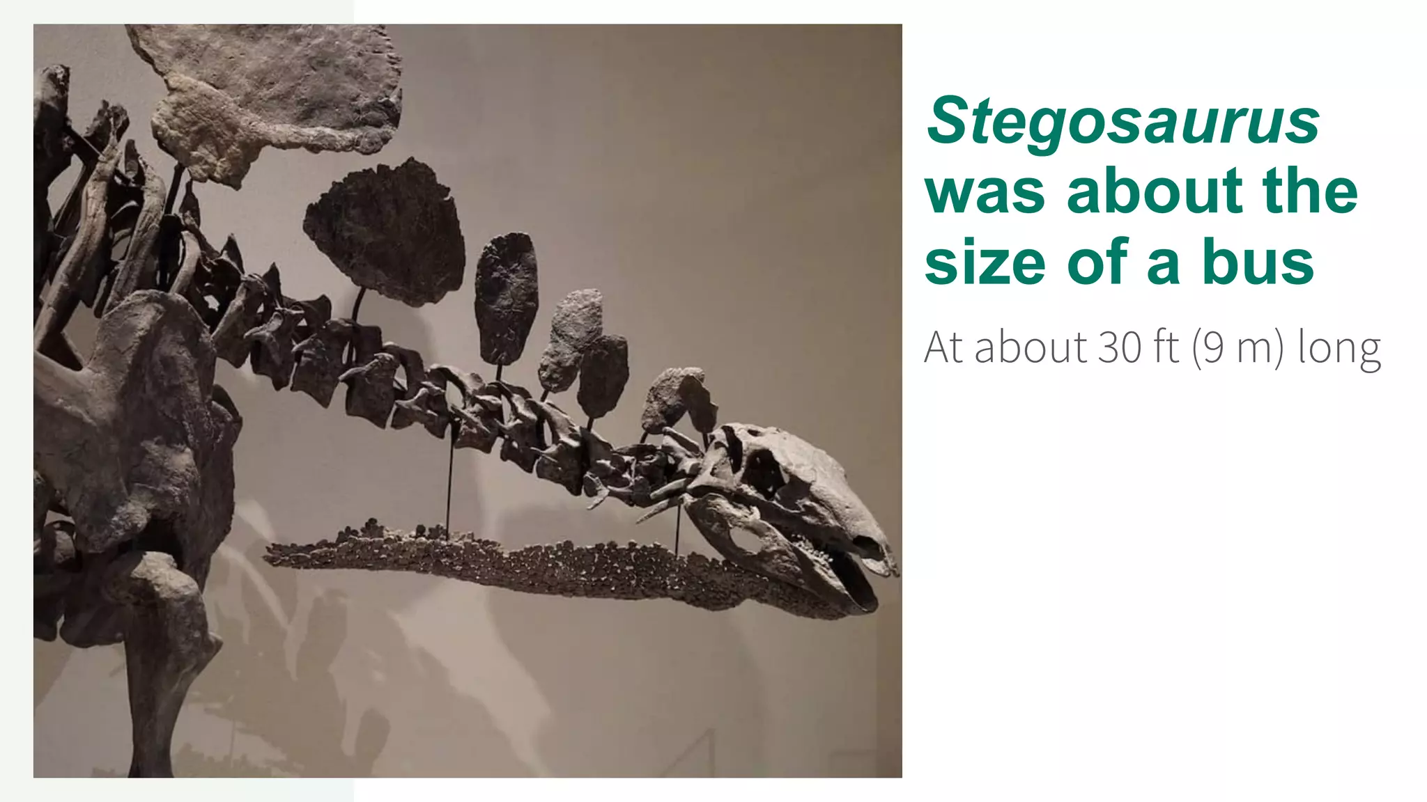 Facts About Stegosaurus | PDF