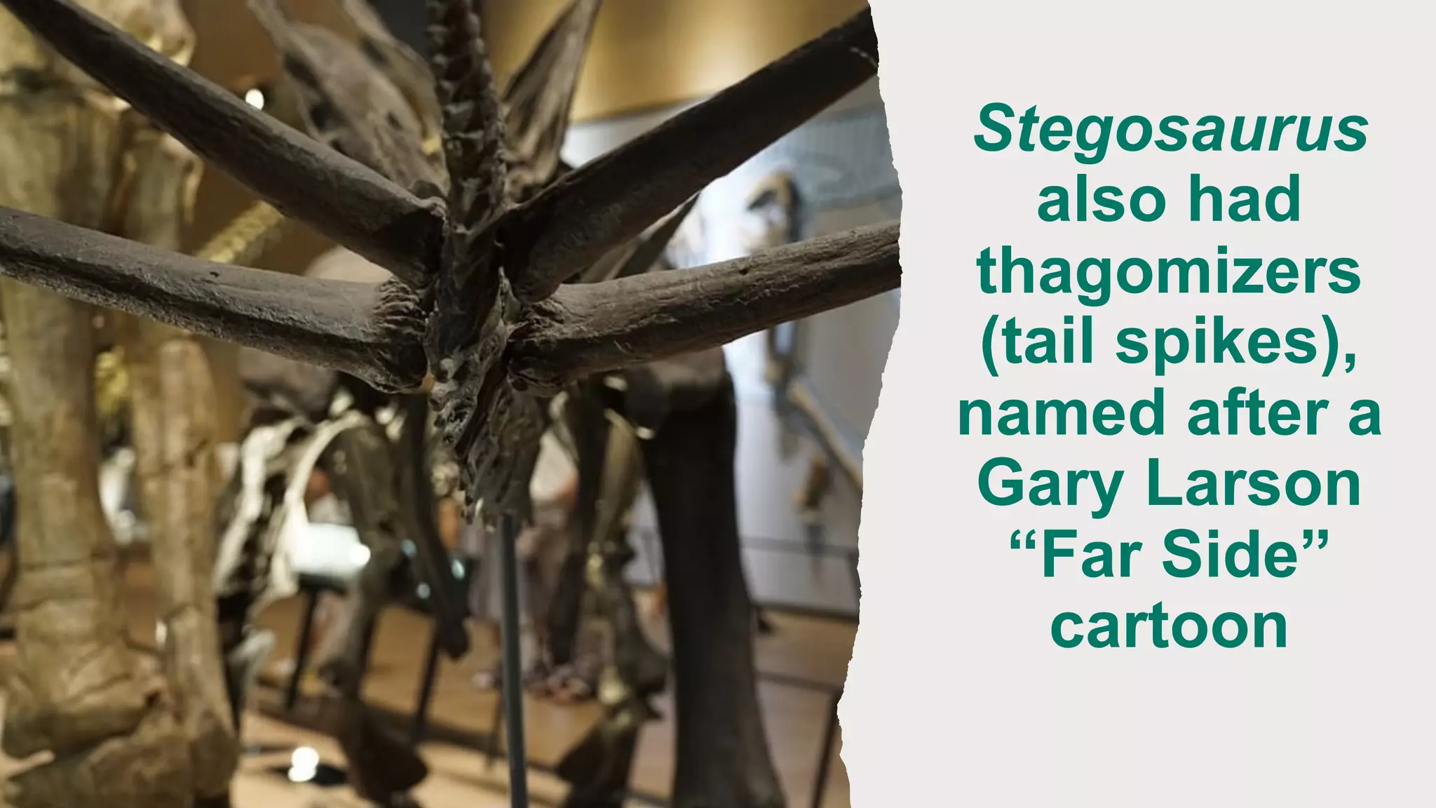 Facts About Stegosaurus | PDF