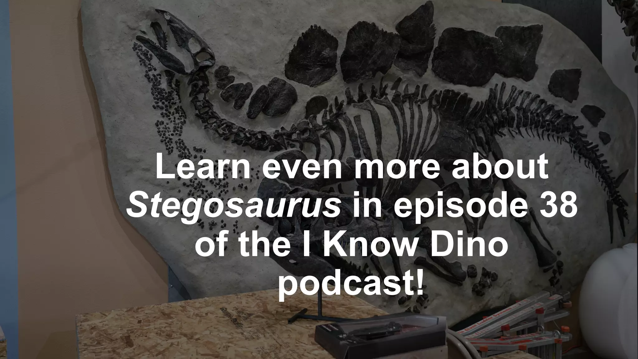 Facts About Stegosaurus | PDF