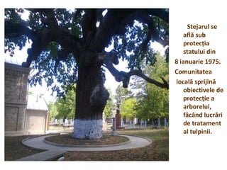 Stejarul lui Stefan cel Mare | PPT