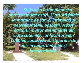 Stejarul lui Stefan cel Mare | PPT