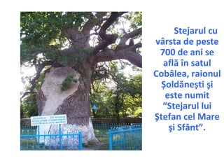 Stejarul lui Stefan cel Mare | PPT