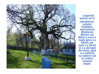 Stejarul lui Stefan cel Mare | PPT