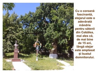 Stejarul lui Stefan cel Mare | PPT