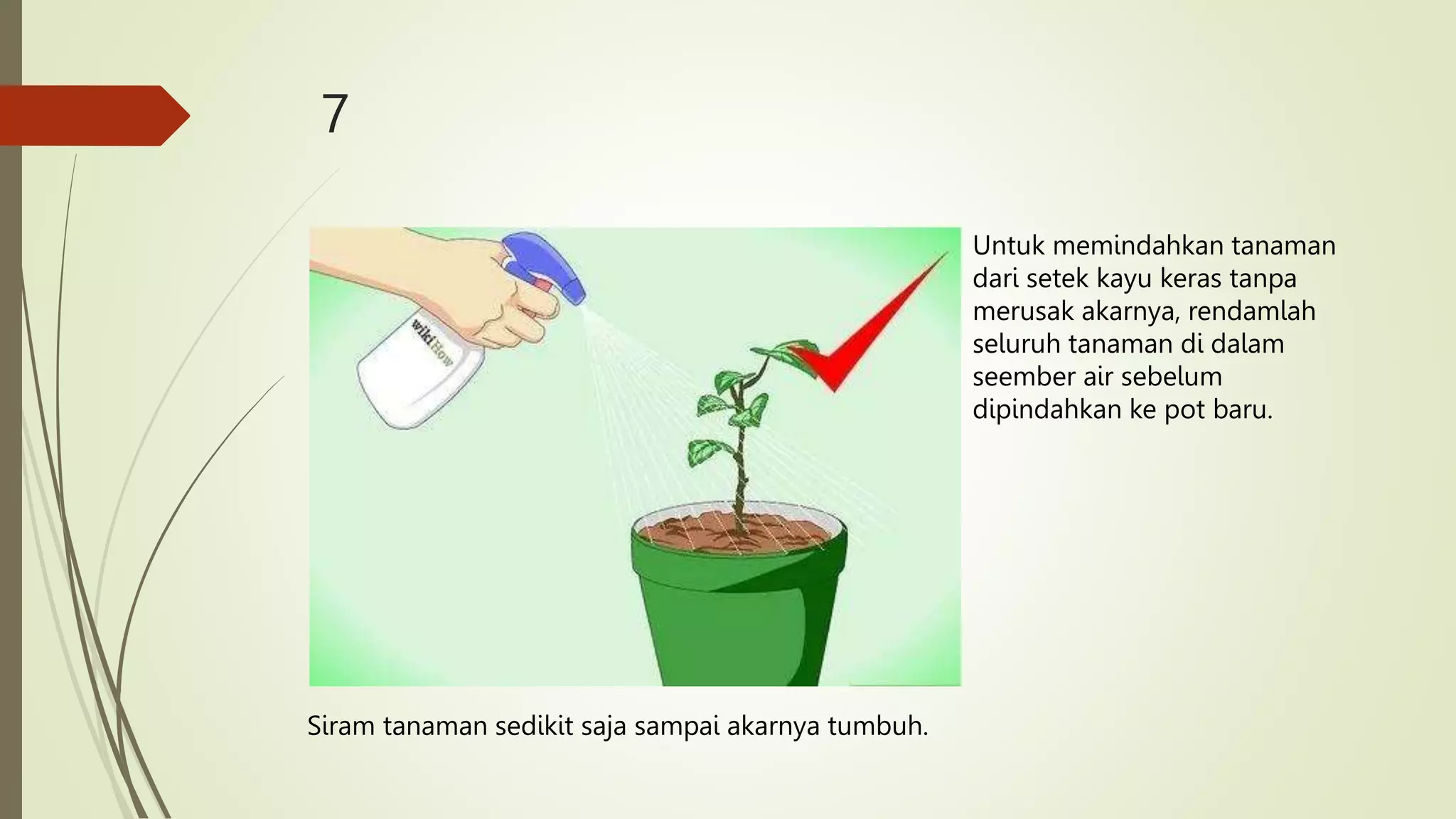 STEK BATANG BUNGA SEPATU.pptx