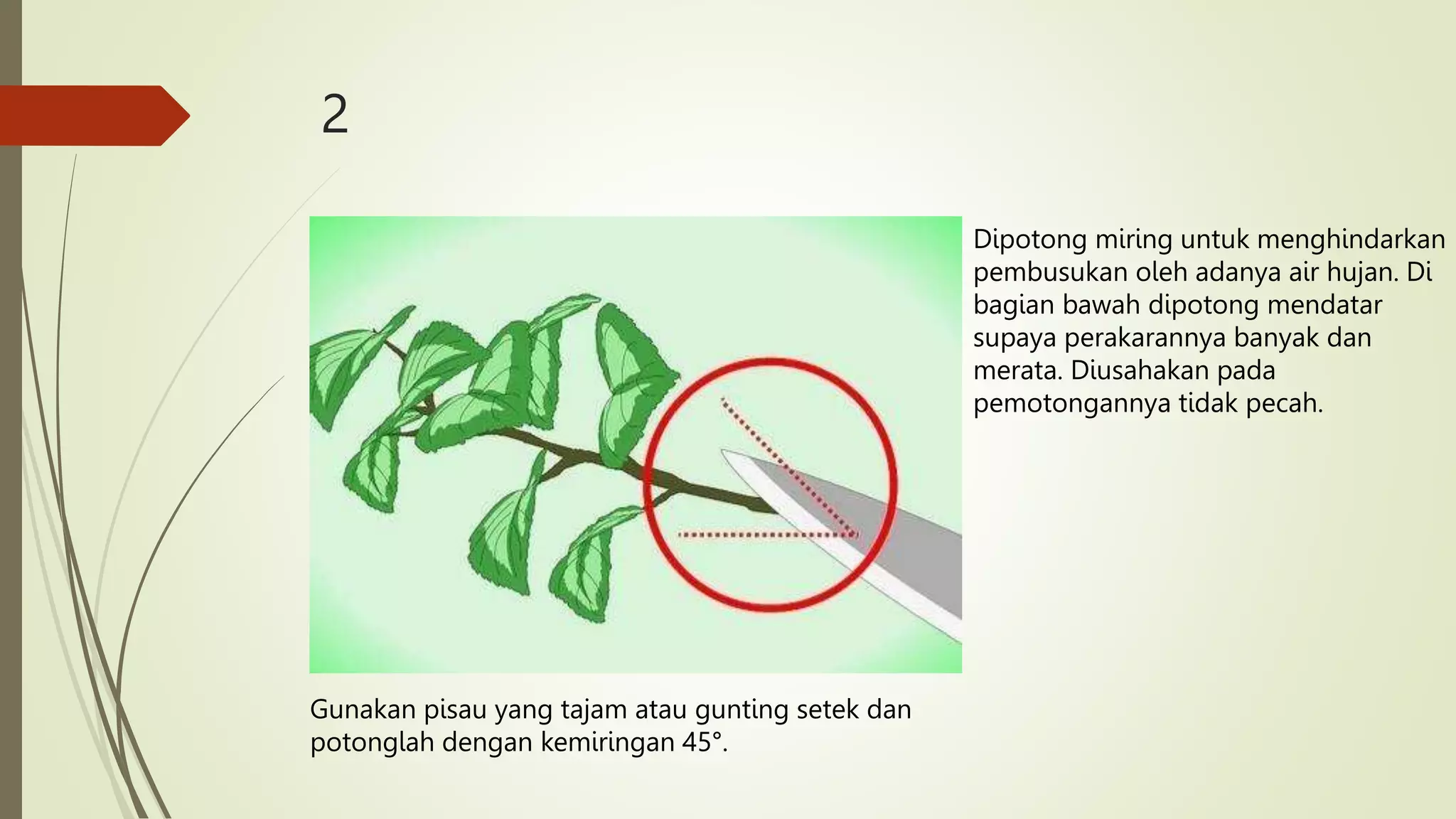 STEK BATANG BUNGA SEPATU.pptx