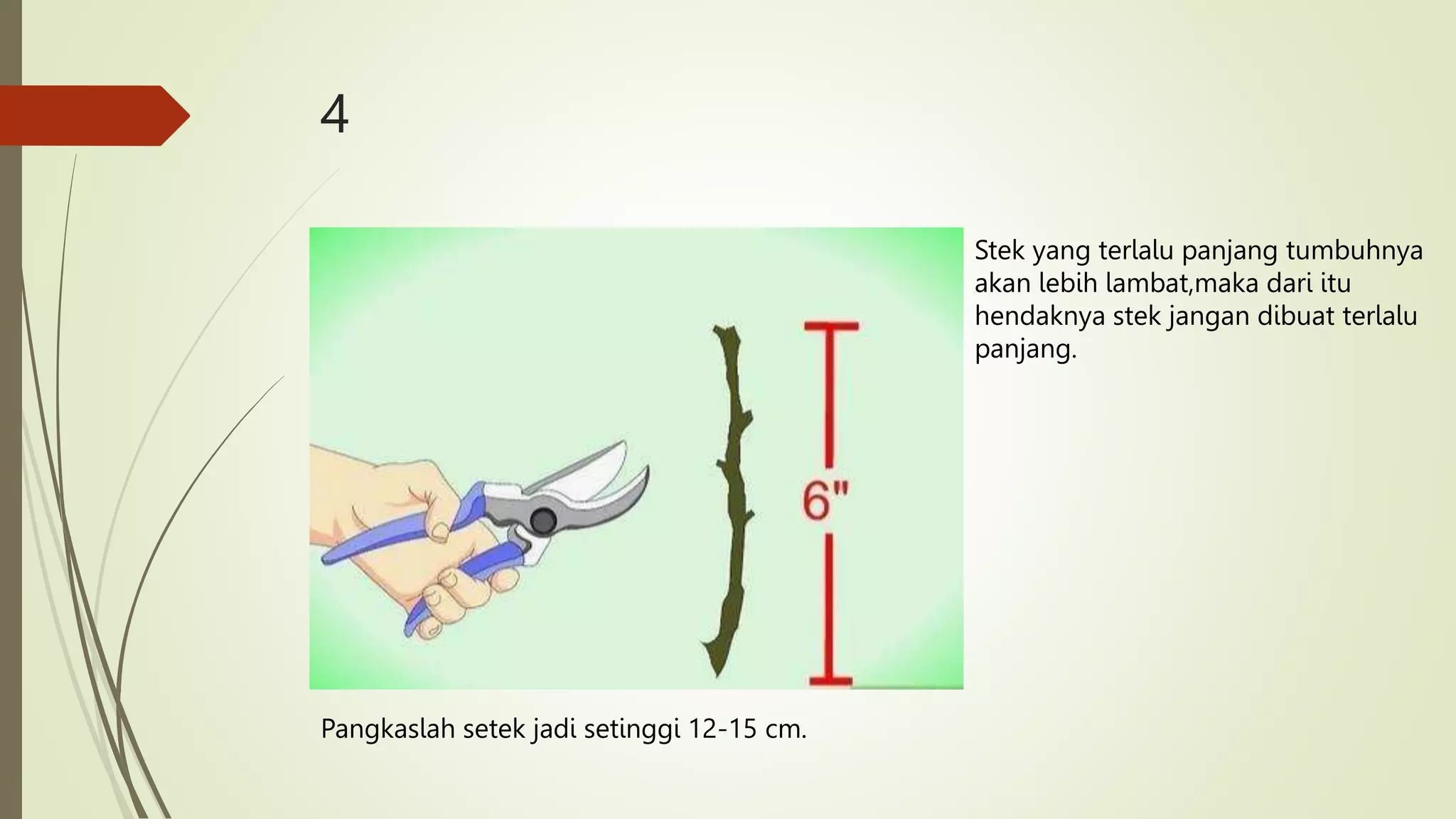 STEK BATANG BUNGA SEPATU.pptx