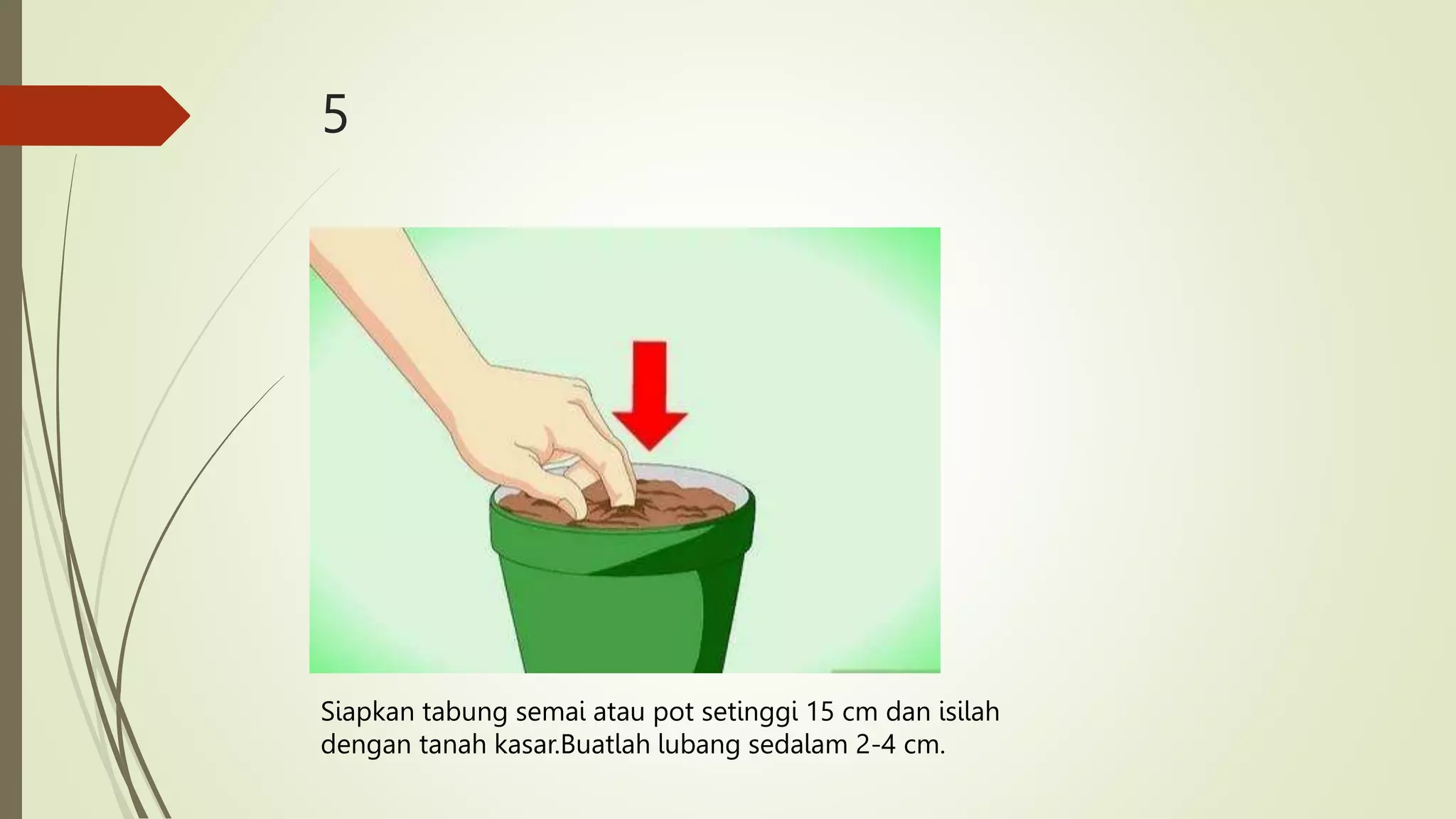 STEK BATANG BUNGA SEPATU.pptx