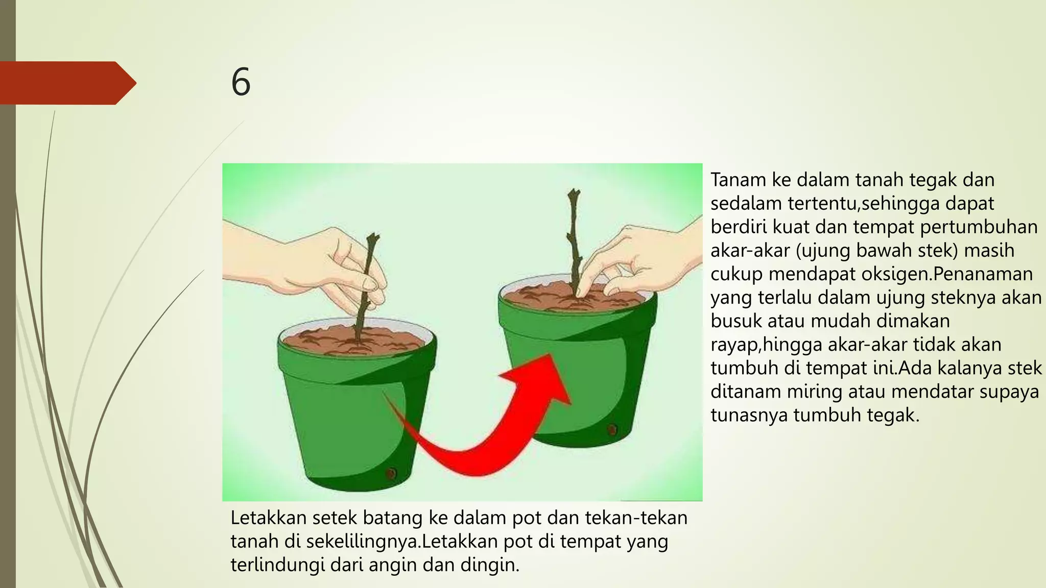 STEK BATANG BUNGA SEPATU.pptx