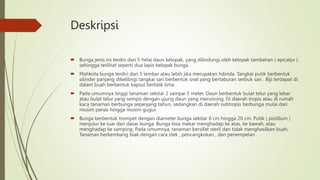 STEK BATANG BUNGA SEPATU.pptx