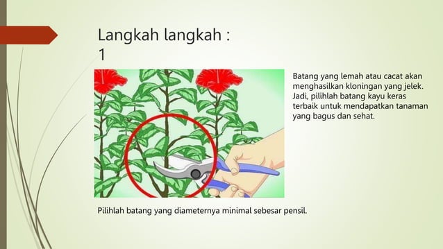 STEK BATANG BUNGA SEPATU.pptx