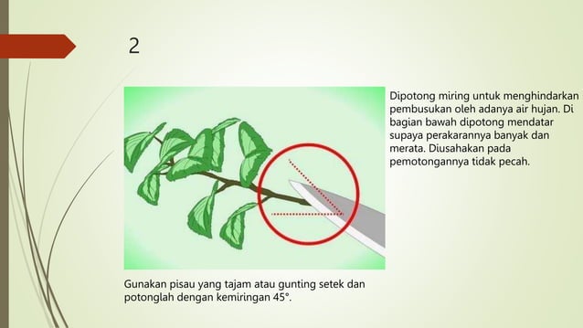 STEK BATANG BUNGA SEPATU.pptx