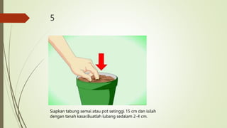 STEK BATANG BUNGA SEPATU.pptx