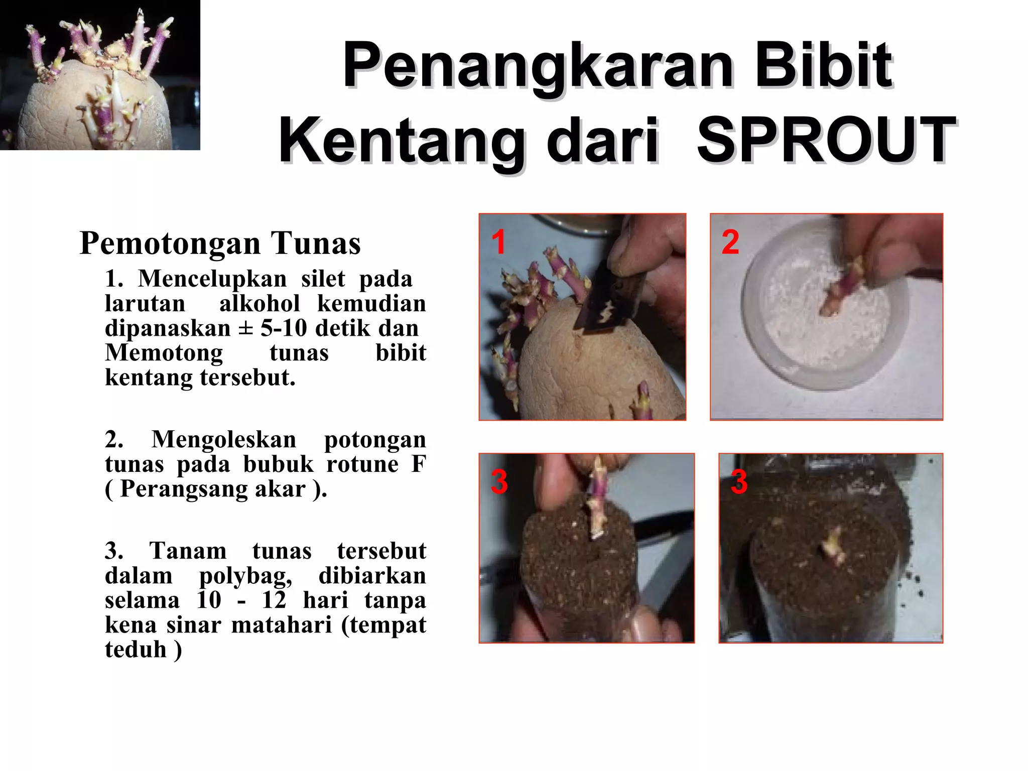 Stek bbt kentang | PPT