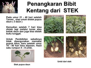 Stek bbt kentang | PPT