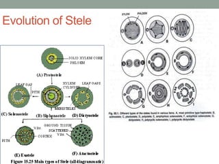 Stelarevolution 120401081016-phpapp02 | PPTX