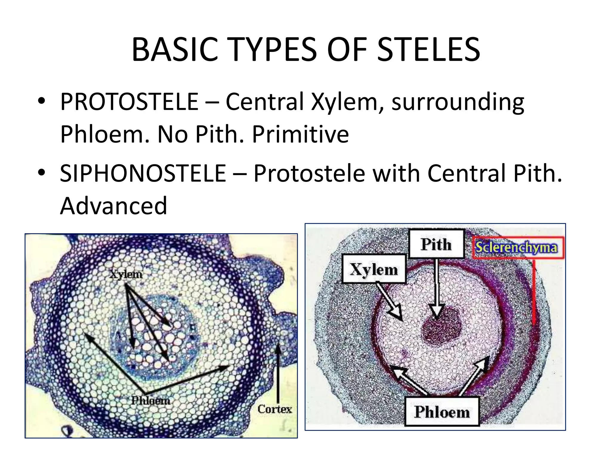 Stelar evolution in Pteridophytes | PPTX