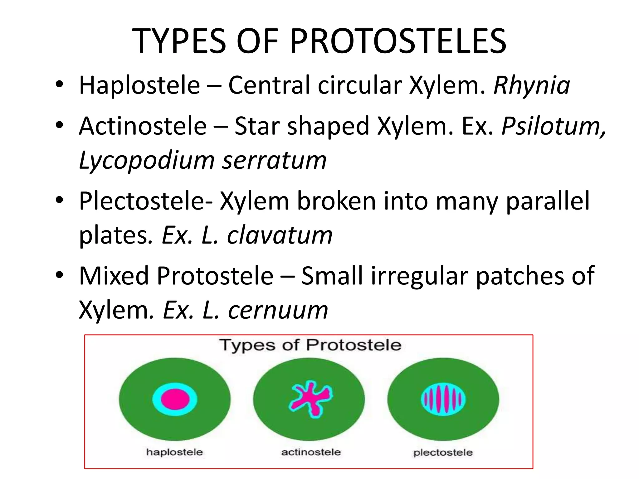 Stelar evolution in Pteridophytes | PPTX