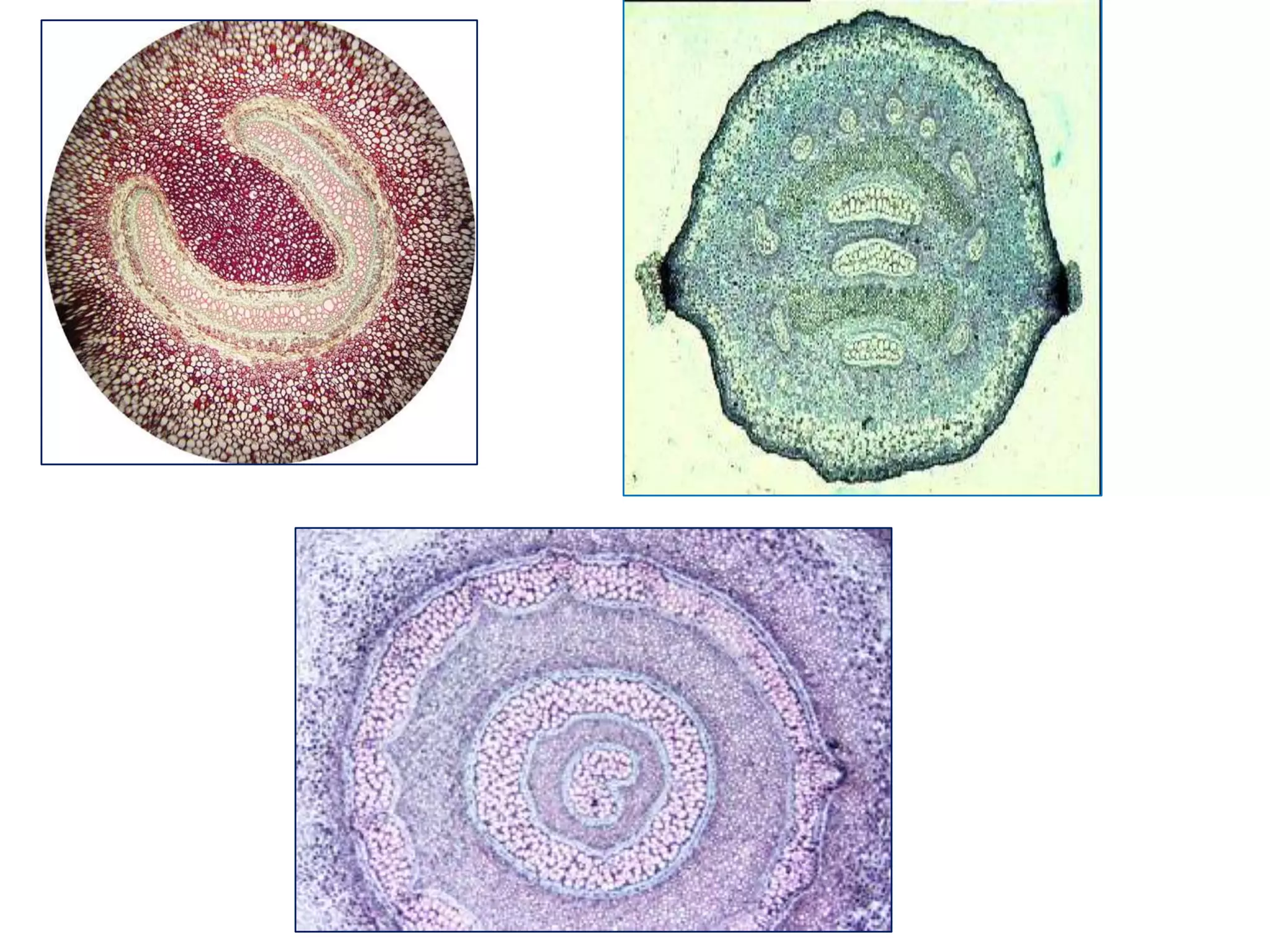 Stelar evolution in Pteridophytes | PPTX