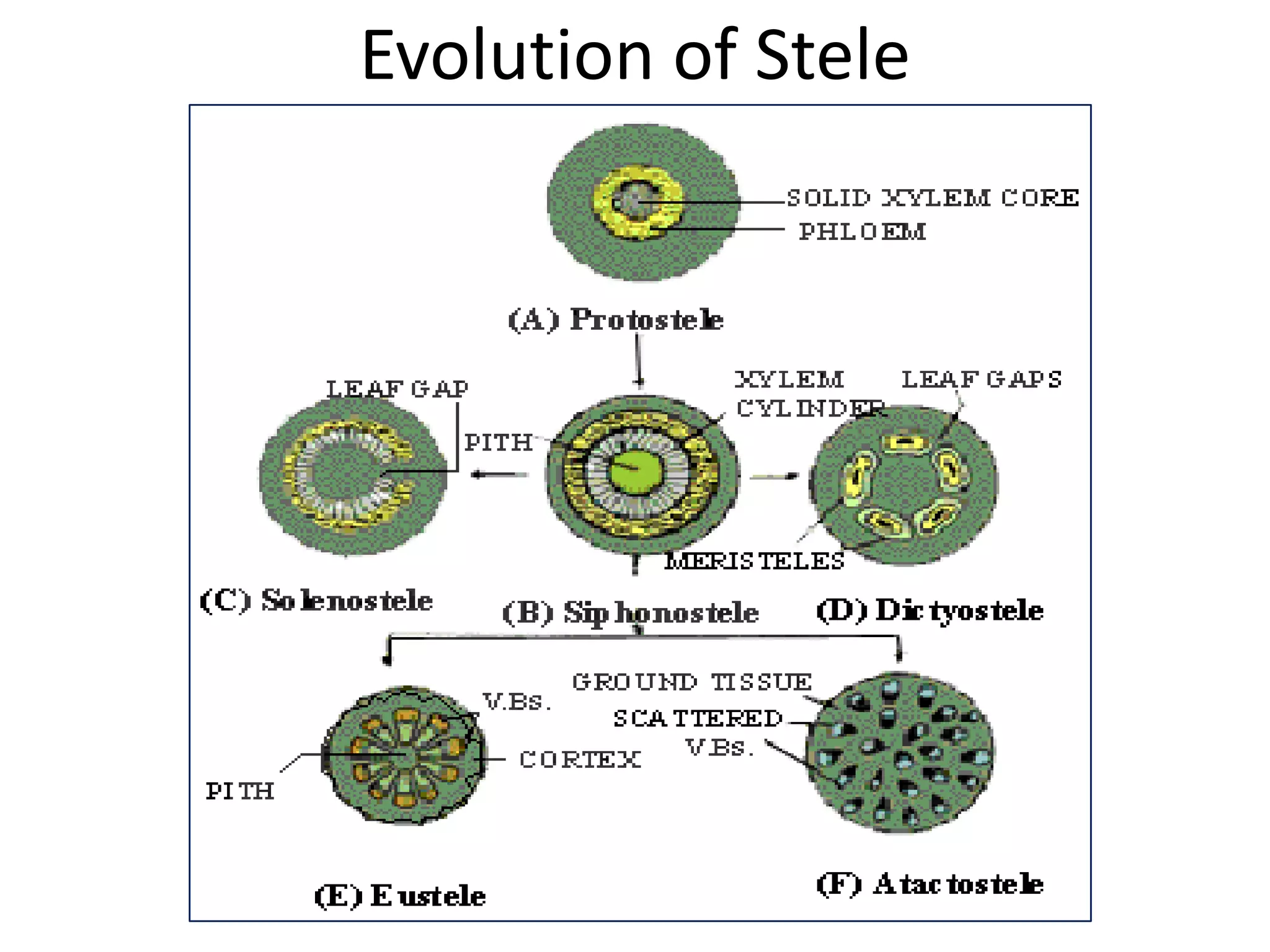 Stelar evolution in Pteridophytes | PPTX