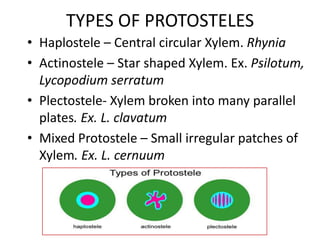 Stelar evolution in Pteridophytes | PPTX | Gardening | Home & Garden