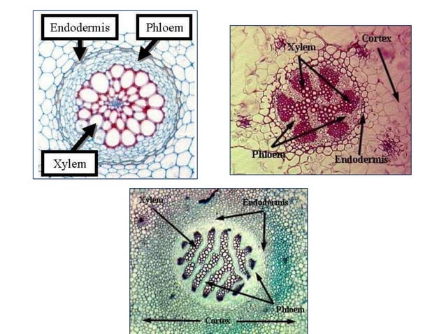 Stelar evolution in Pteridophytes | PPTX | Gardening | Home & Garden