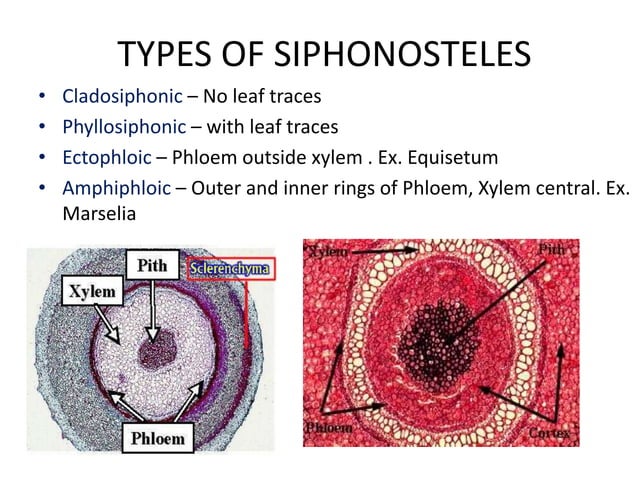 Stelar evolution in Pteridophytes | PPTX | Gardening | Home & Garden