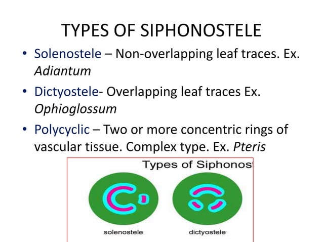 Stelar evolution in Pteridophytes | PPTX | Gardening | Home & Garden