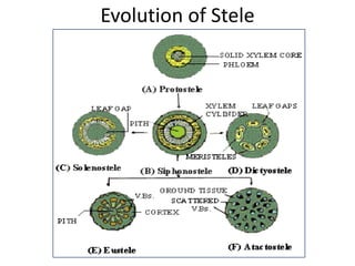 Stelar evolution in Pteridophytes | PPTX