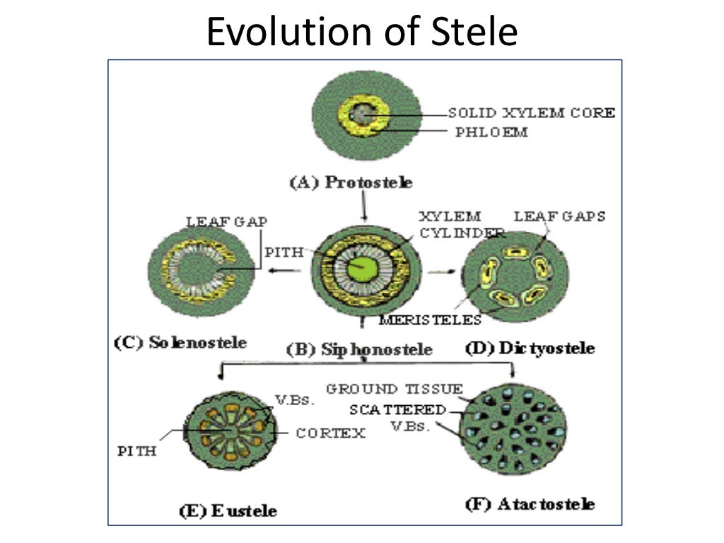 Stelar evolution in Pteridophytes