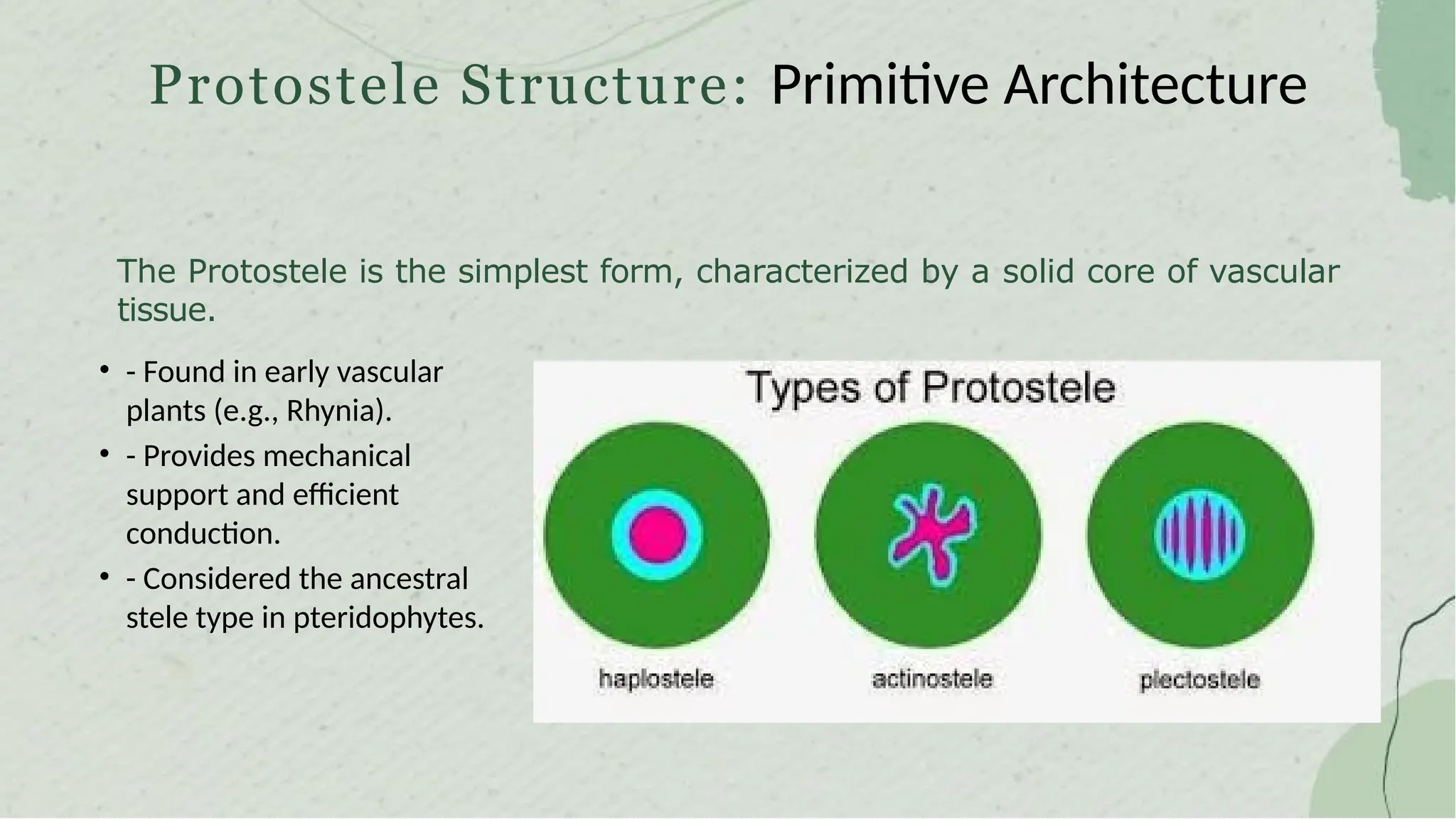 Stellar Evolution of pteridophytes for Bachelors students.pptx