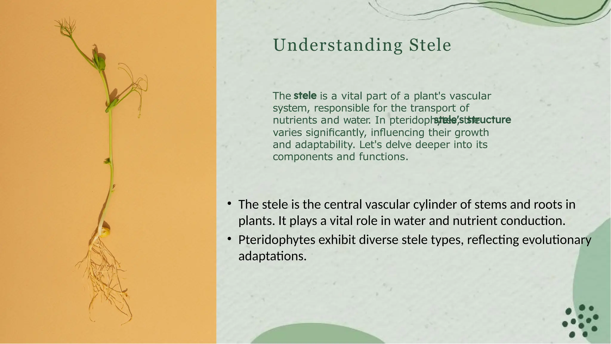 Stellar Evolution of pteridophytes for Bachelors students.pptx
