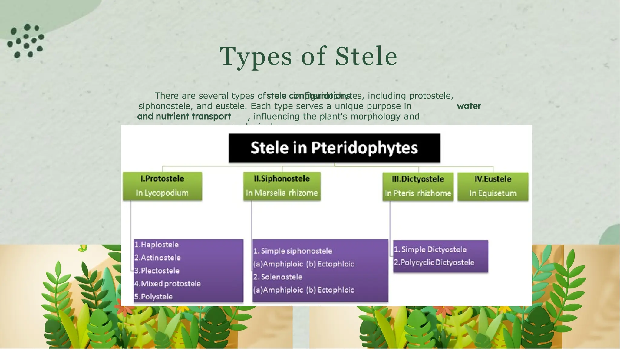 Stellar Evolution of pteridophytes for Bachelors students.pptx