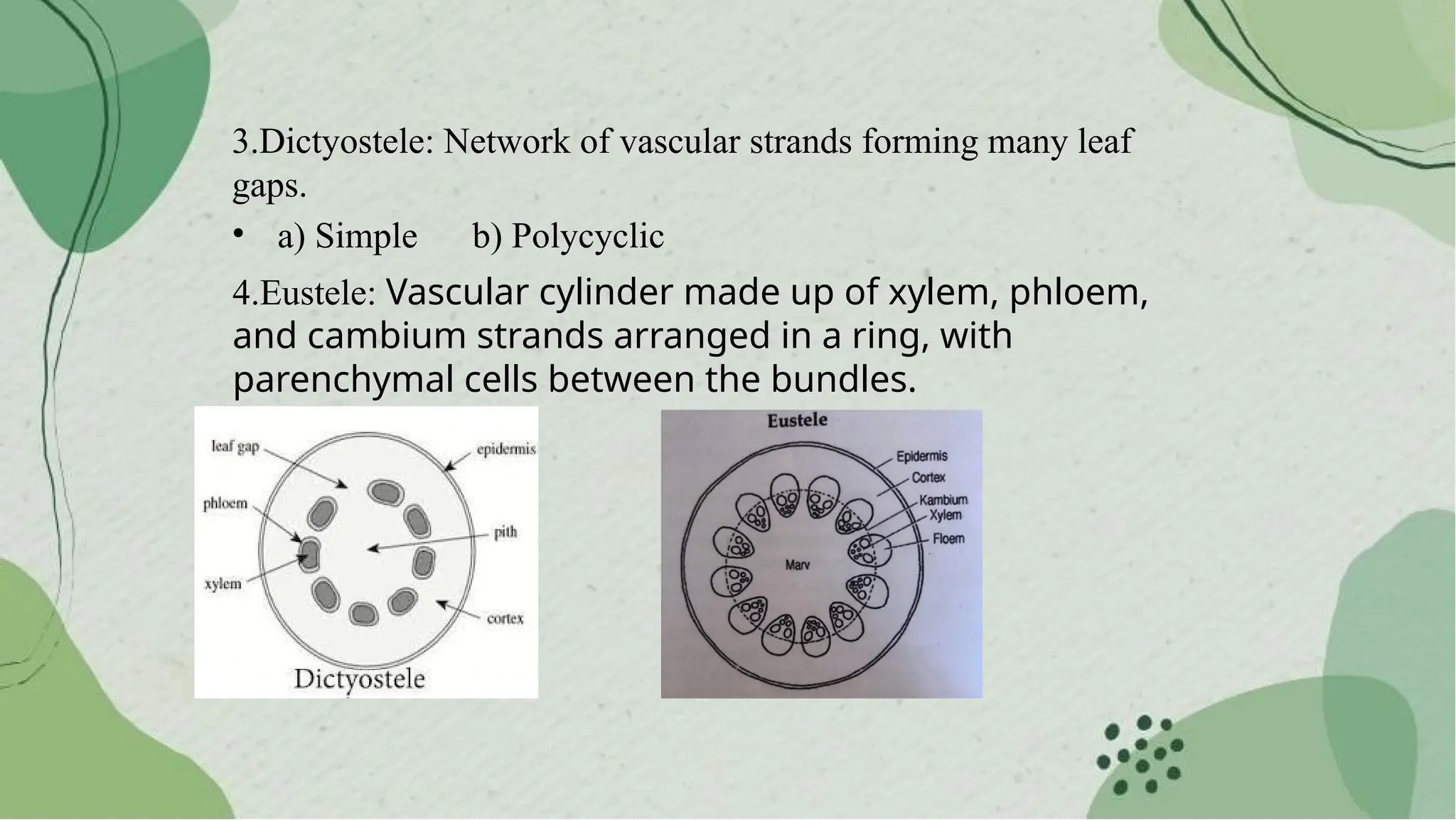 Stellar Evolution of pteridophytes for Bachelors students.pptx