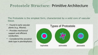 Stellar Evolution of pteridophytes for Bachelors students.pptx ...