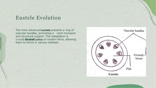 Stellar Evolution of pteridophytes for Bachelors students.pptx ...