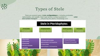 Stellar Evolution of pteridophytes for Bachelors students.pptx ...