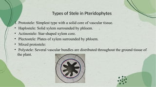 Stellar Evolution of pteridophytes for Bachelors students.pptx ...